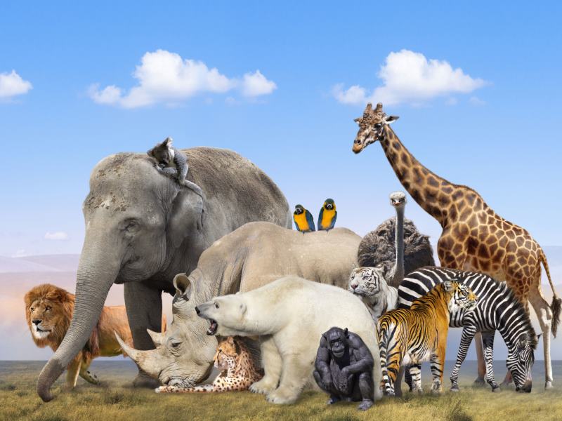 Wildlife Weekend - 2024-12-05 10:00