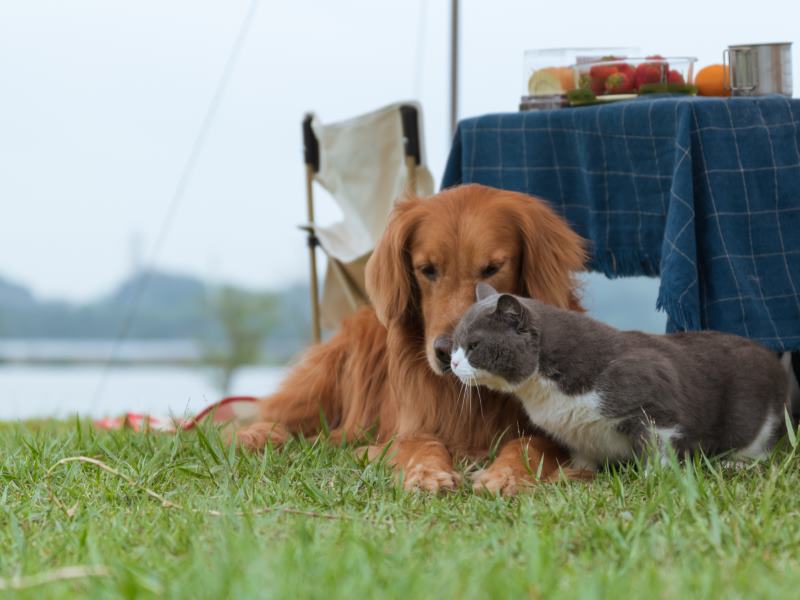 Furry Friends Weekend